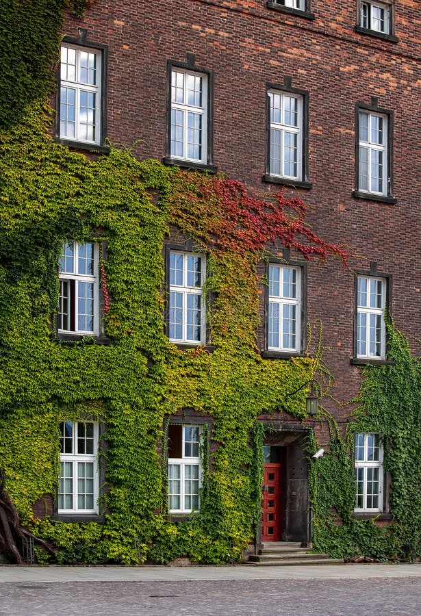 Facade of Ivy Covered House Stock Image - Image of facade, building ...