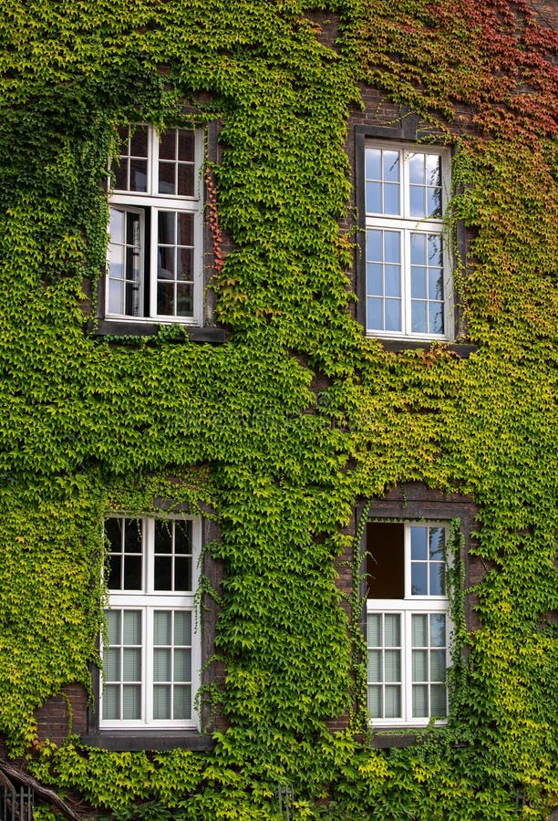 Facade of Ivy Covered House Stock Photo - Image of city, leaf: 332621498