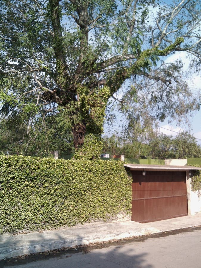 Facade stock image. Image of nature, facade, branches - 84854325