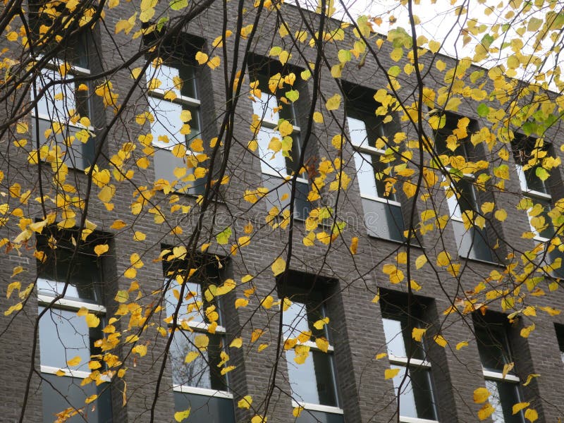 Yellow Autumn Trees and Grey Pillars Stock Image - Image of rainy ...