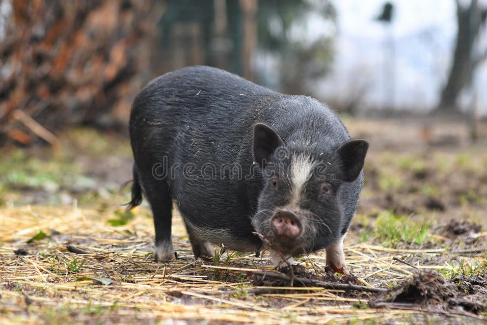 Face To Face with a Dwarf Sow Stock Photo - Image of mammal, monkey ...