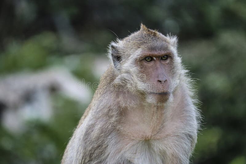 The Face of an Adult Macaque. Monkeys in the Wild Stock Image - Image ...