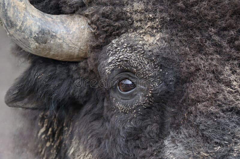 Face of bison stock image. Image of power, closeup, american - 129559797