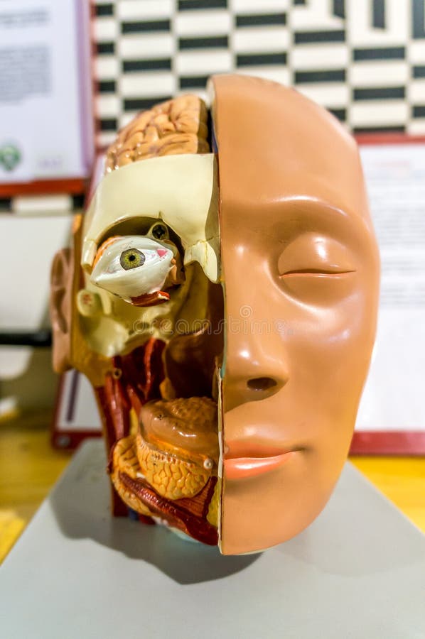 Face anatomy stock image. Image of dead, front, anatomical - 33937087