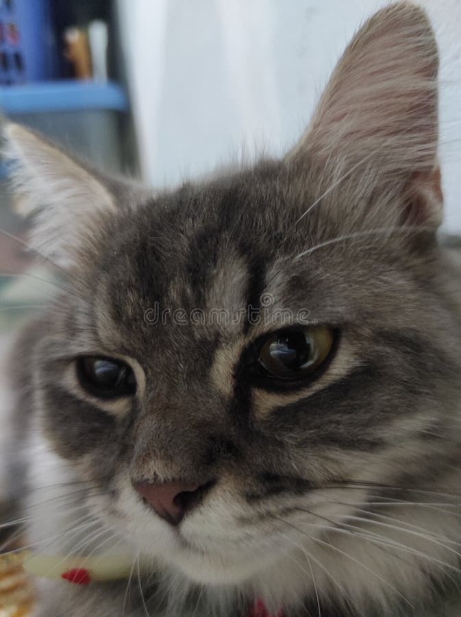 Face animal cat stock photo. Image of organ, animal - 260783864