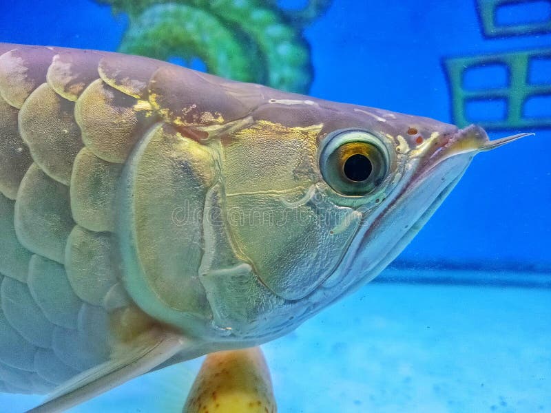 The Face of Arowana Fish. Pet, Animal, Golden Stock Image - Image of ...