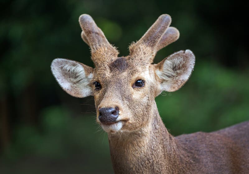 Asian deer stock image. Image of deer, nature, park, spotted - 25265995