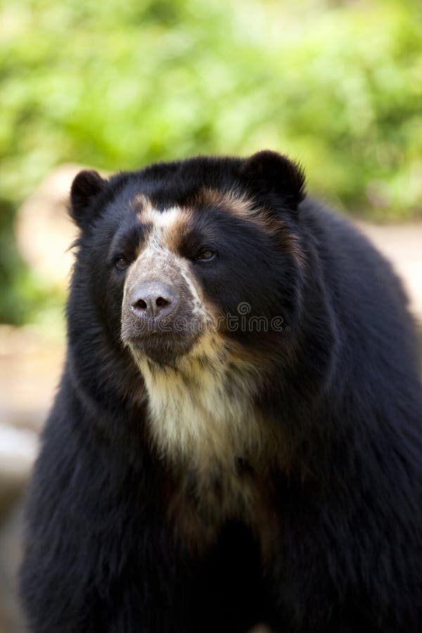Face of a bear stock photo. Image of nature, hair, mammal - 100172526