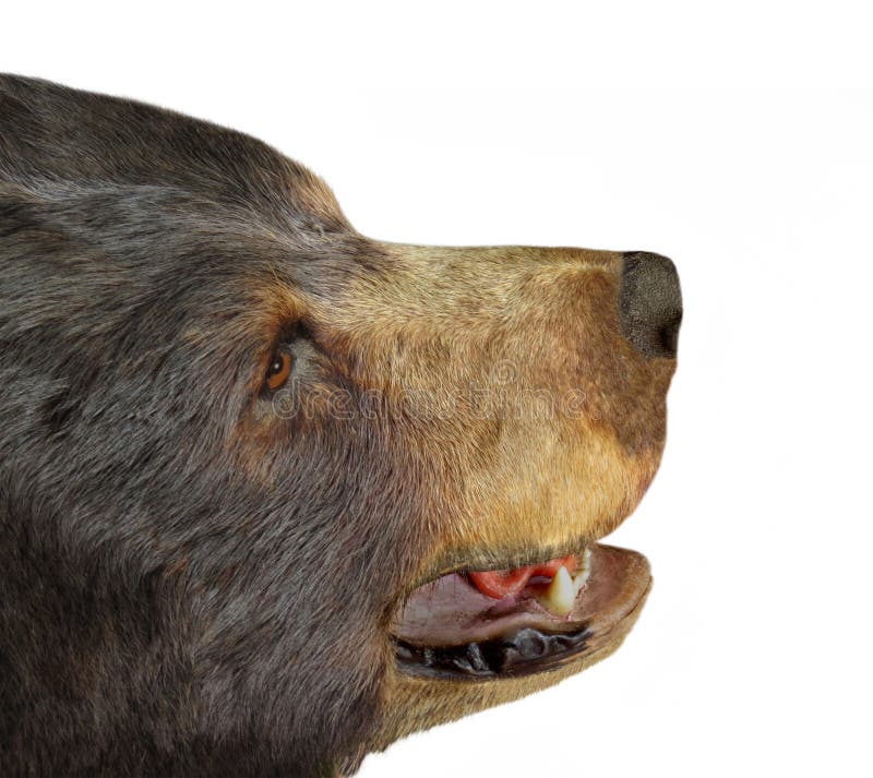 The face of a bear stock image. Image of face, nature - 41233115