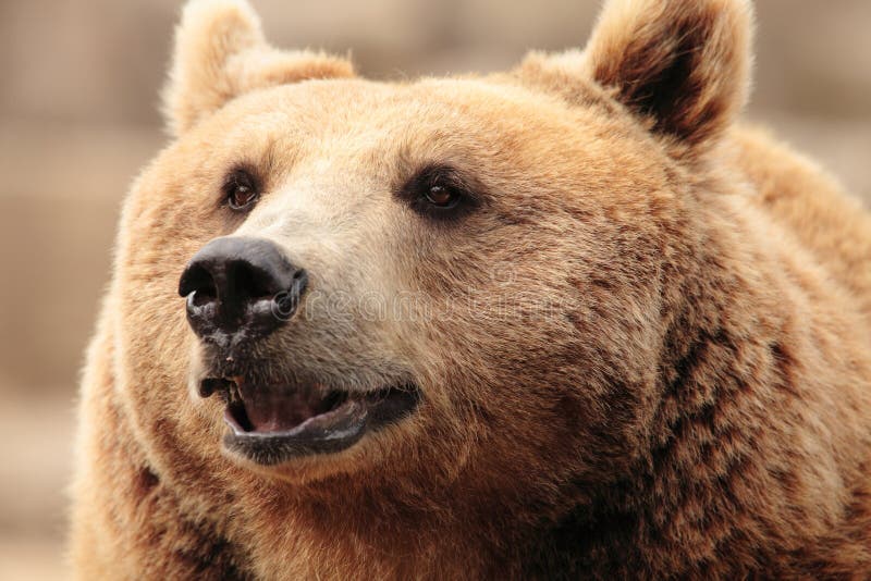 The face of a bear stock photo. Image of claws, resting - 42349512