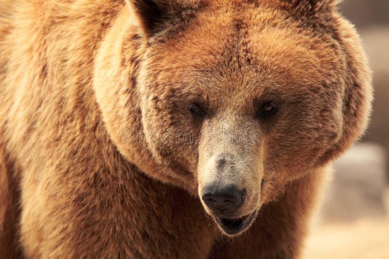 The face of a bear stock photo. Image of claws, resting - 42349512