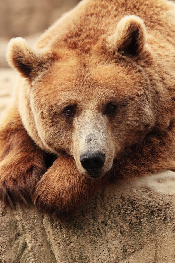 The face of a bear stock photo. Image of claws, resting - 42349512