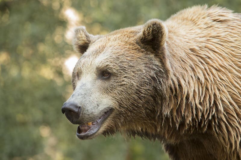 The face of a bear stock photo. Image of claws, resting - 42349512