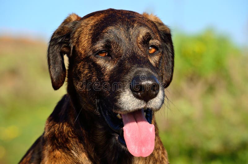 Face of Beautiful Canary Dog Stock Image - Image of canary, breed: 76042413