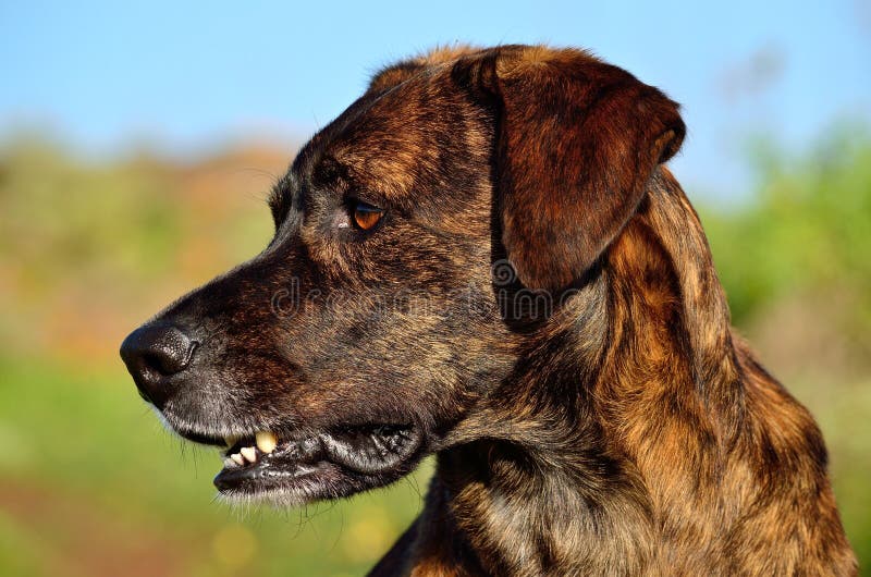 Face Of Beautiful Canary Dog Stock Image - Image of canary, breed: 76042413