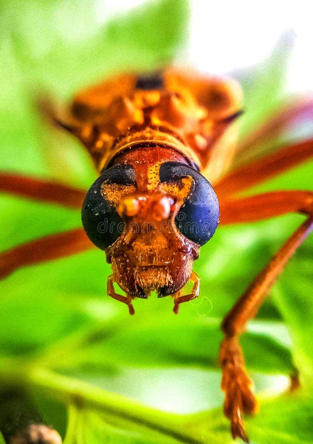 The Face of a Bee from the Front Stock Photo - Image of macromania ...