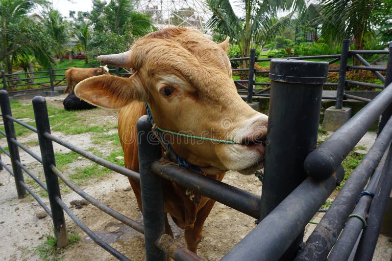 Face of Beef Cattle. Close Up of Brown Cow on Their Cage Stock Image ...