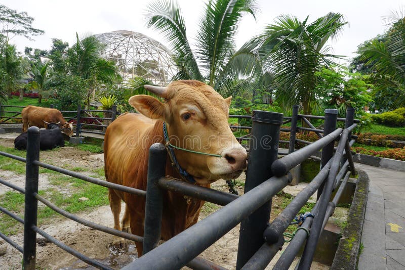 Face of Beef Cattle. Close Up of Brown Cow on Their Cage Stock Photo ...