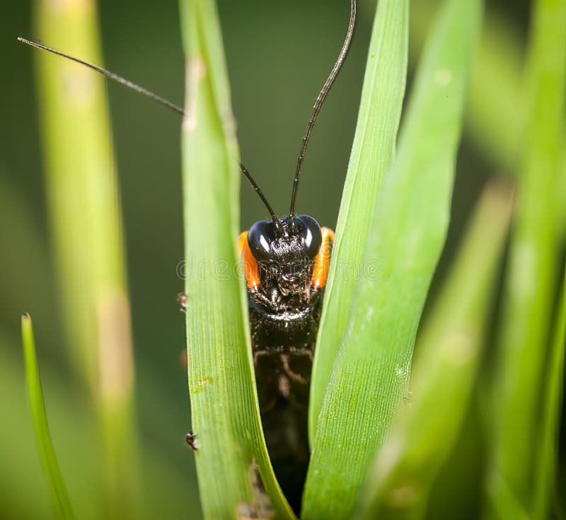 Face of a Beetle Peering from Behind Blades of Grass in Meadow Under ...