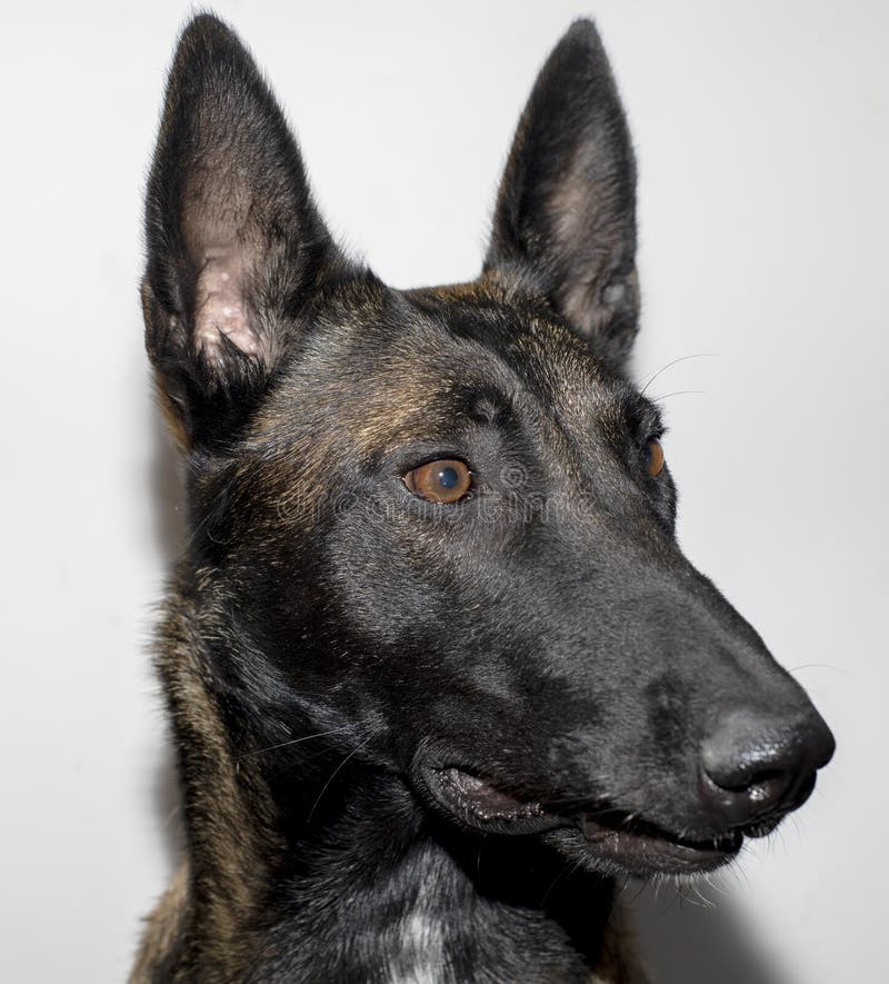 The Face of a Belgian Malinois Stock Image - Image of breed, belgian ...