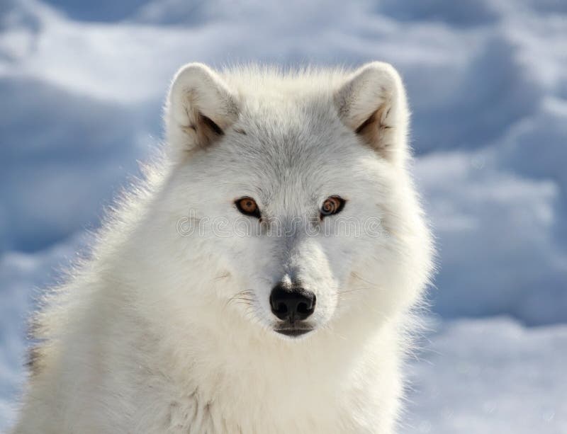 Face of wolf stock photo. Image of wildlife, canada, nature - 21789442