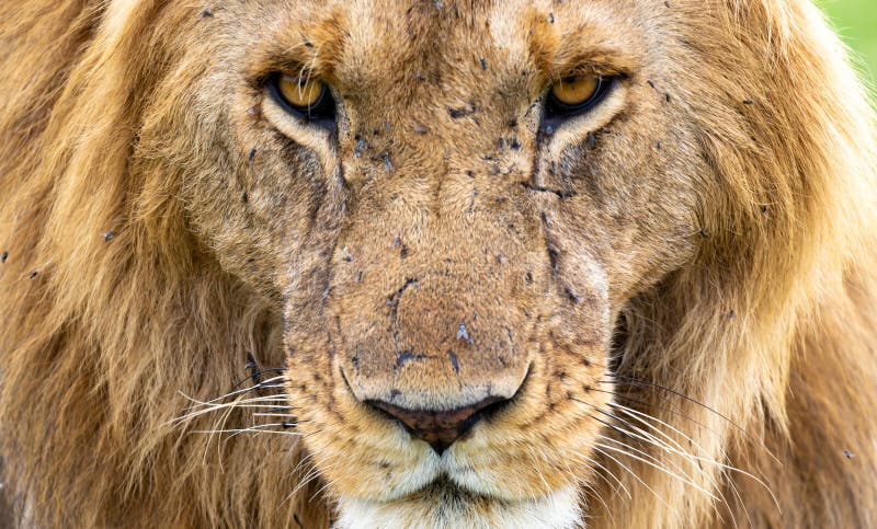 The Face of a Big Lion in Closeup Stock Image - Image of mammal, beauty ...