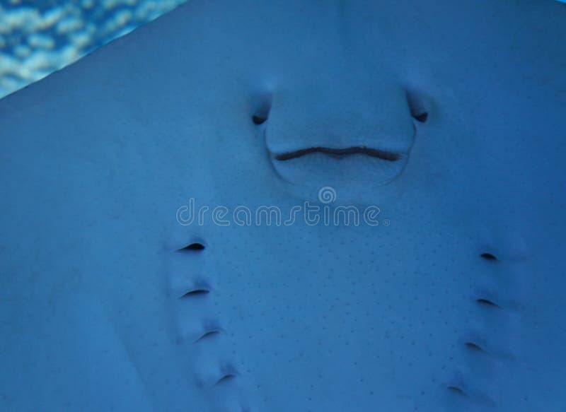 Face of the big ray stock photo. Image of rhinobatidae - 49108006