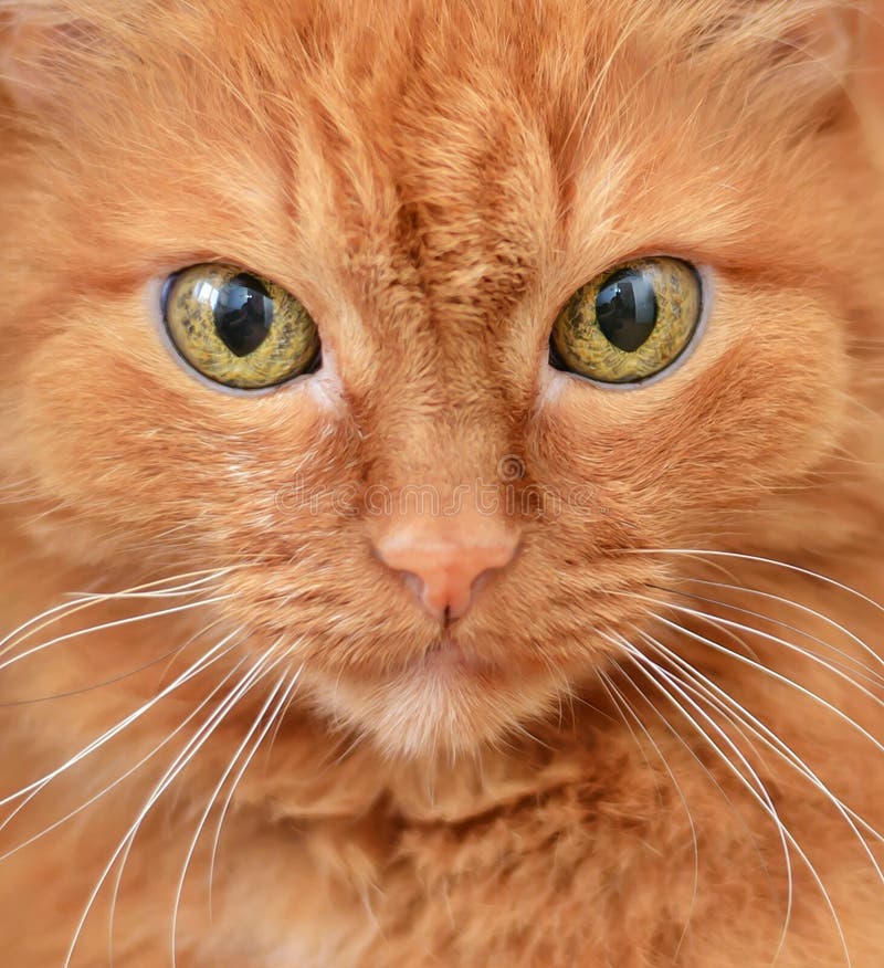 Face the big red cat stock photo. Image of close, curiosity - 85989578