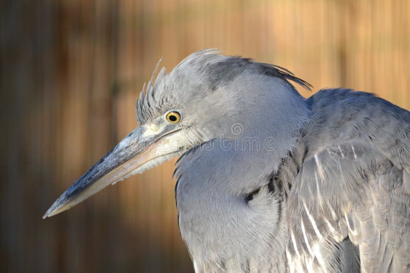 The face of a bird stock image. Image of animal, fauna - 28023797