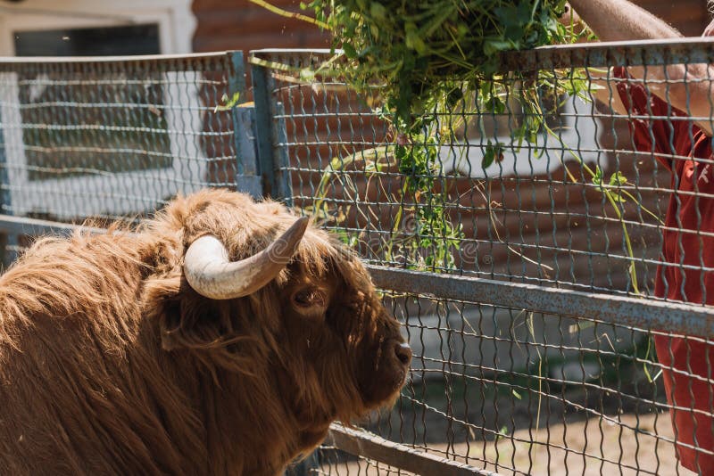 The Face of a Bison Under the Enclosure Fence. the Process of Feeding ...