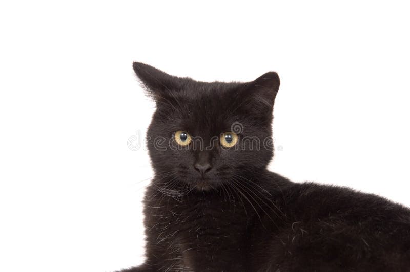 Face Of A Black Cat Picture. Image: 1554733