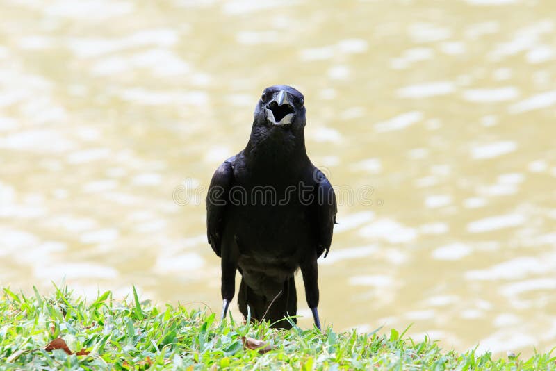 Face of Black Crow Bird Open Bill Mouth Stock Image - Image of wildness ...