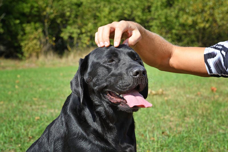 Face of black dog stock image. Image of labrador, muzzle - 100640335