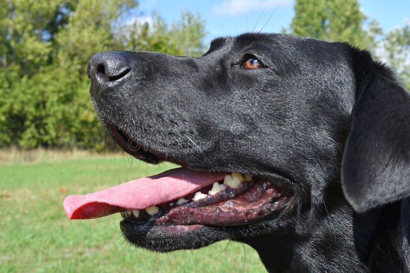 Face of black dog stock photo. Image of park, retriever - 100641470