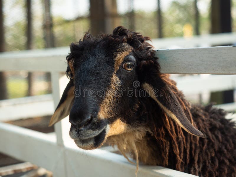 Face of a Black Goat Close Up. a Goat Peeks Out from Behind a Wooden ...