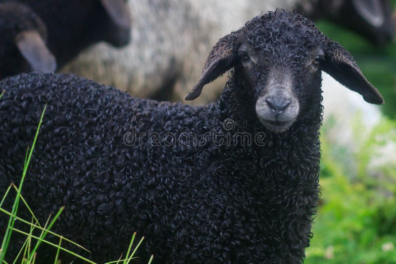 Face of a Black Sheep Ewe Looking Directly at Camera in the Spring ...