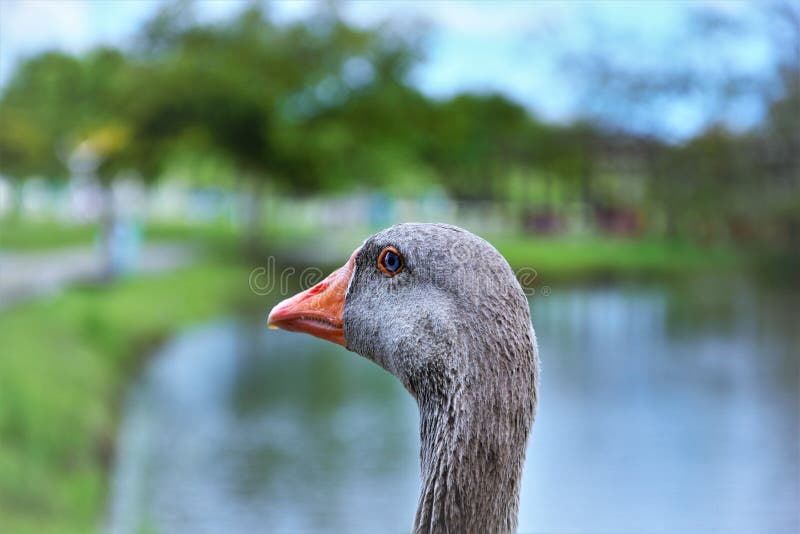 Face of a Blue-eyed Goose in the Park Stock Image - Image of blue ...