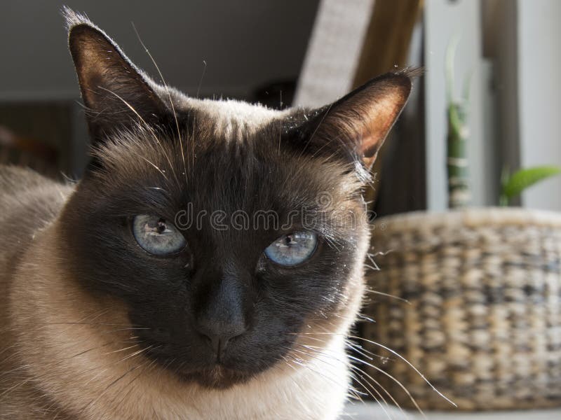 Portrait of a Siamese Cat in a Room Stock Photo - Image of eyes, mammal ...