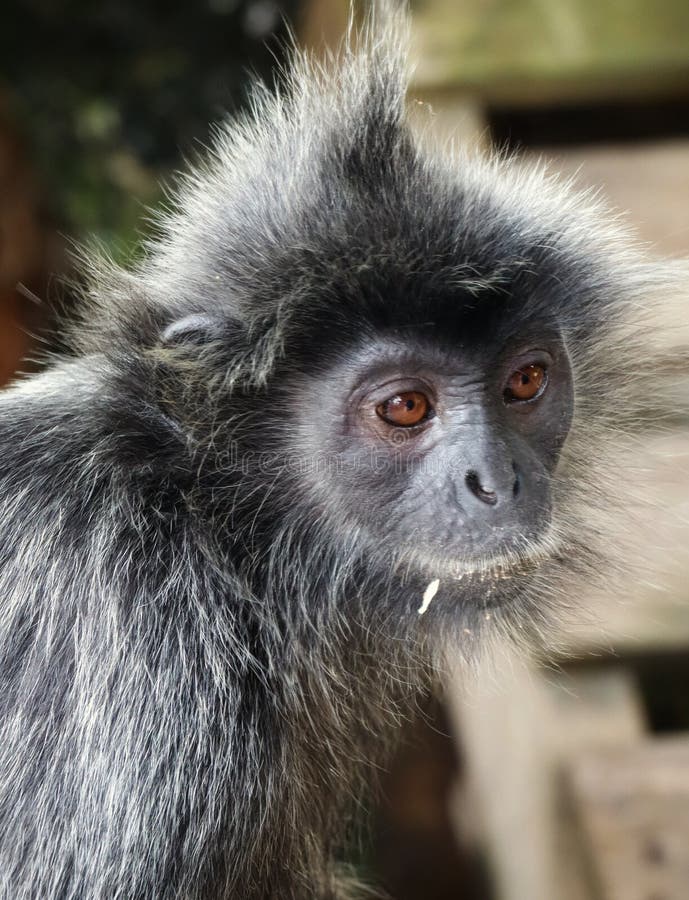 207 Silver Leaf Monkey Stock Photos - Free & Royalty-Free Stock Photos ...