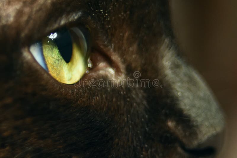Face of a Brown Cat with Green Eyes, Side View Stock Image - Image of ...
