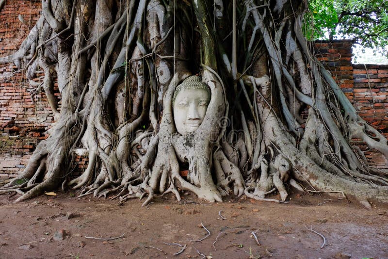 Face Buddha in the tree stock image. Image of root, green - 57434445