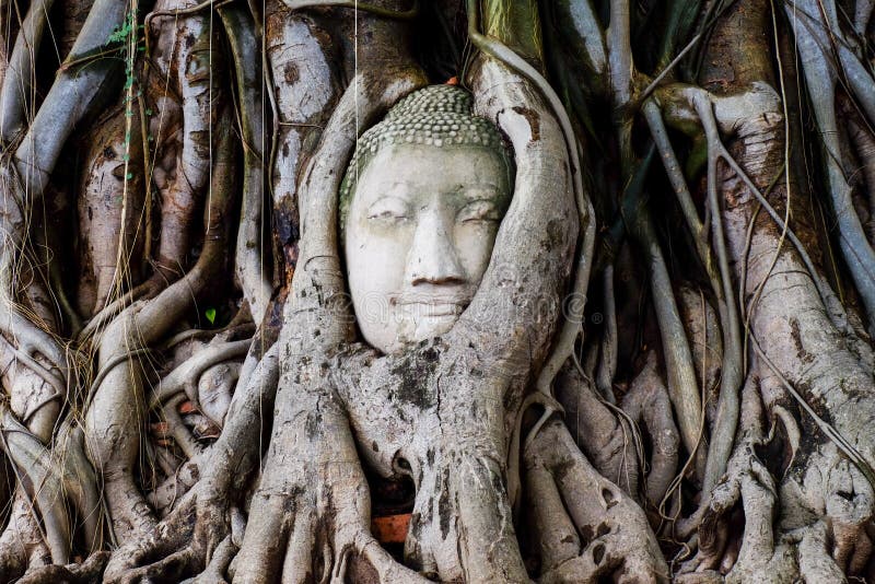Face Buddha in the tree stock image. Image of hole, wood - 57434591