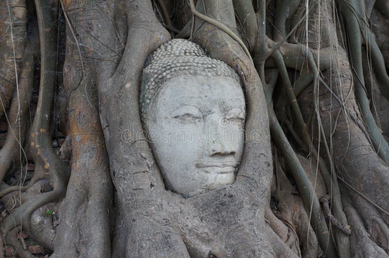 Face budha in the tree stock image. Image of ayuthaya - 55280315