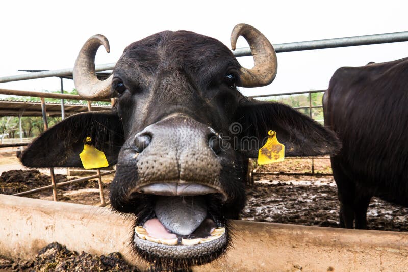 Face of buffalo close up stock photo. Image of mammal - 29001778