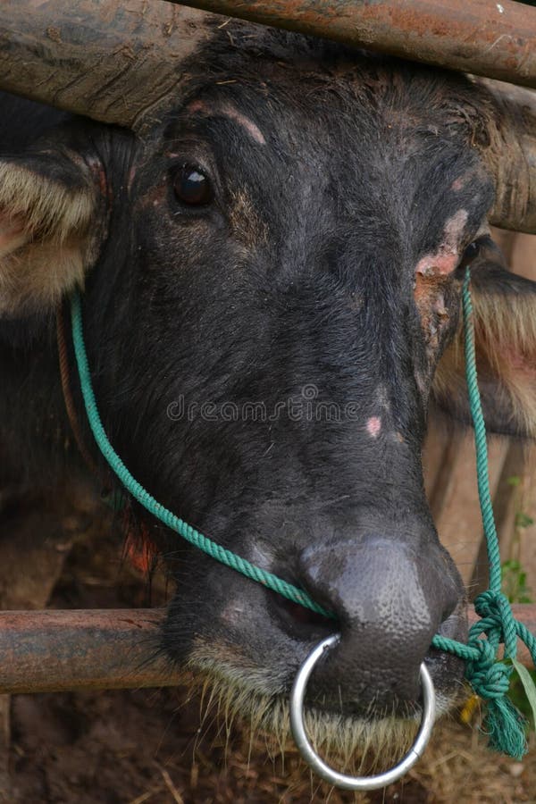 Face buffalo stock image. Image of male, buffalo, water - 98919189