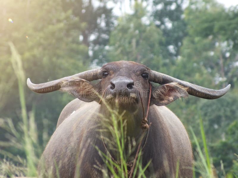 Face of Buffalo is Looking on the Forward Stock Image - Image of ...