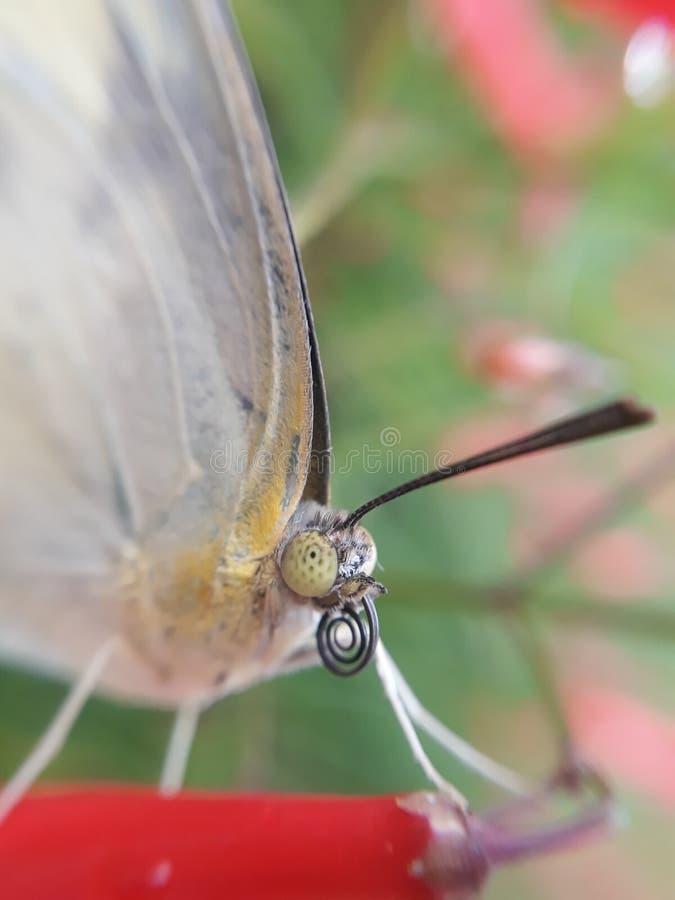 Face of butterfly stock photo. Image of antenna, view - 125708808