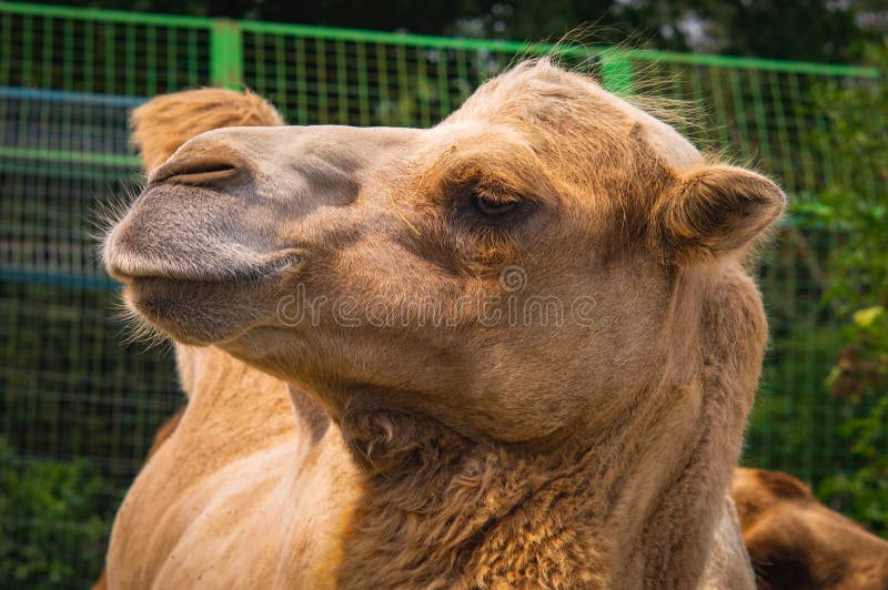 Face of Camel Closeup in Farm Stock Image - Image of animal, curious ...