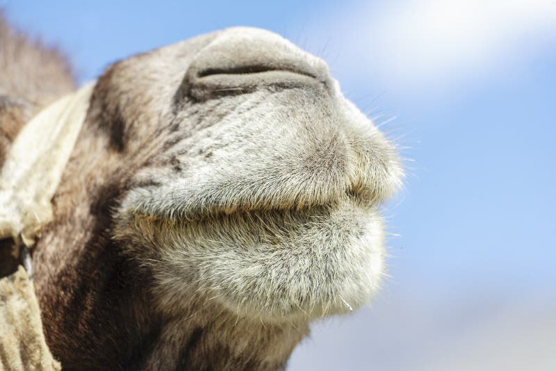 Cute Face Camel Stock Photos - Download 1,803 Royalty Free Photos