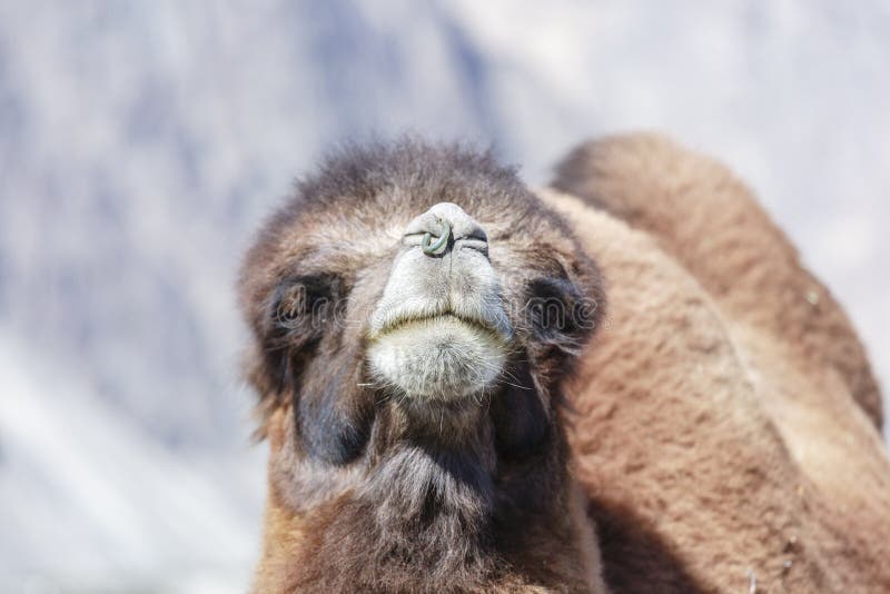 The face of camel stock image. Image of brown, mammal - 96741417
